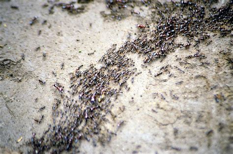 Ant Colony Optimization Algorithms Wikipedia