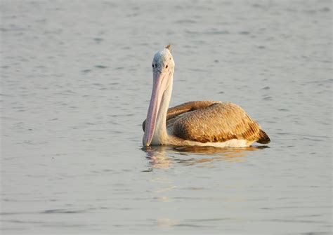 有关動物 天性 海 特写 野生動物攝影 鳥 鵜鶘的免费素材图片