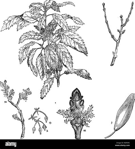 Variegated Meaning Sunburst Is A Branching Variegated Succulent