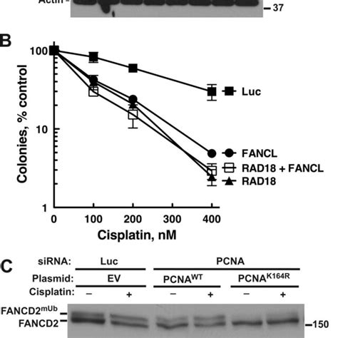 Rad18 Participates In Cisplatin Induced Fancd2 Monoubiquitylation