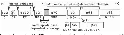 Figure 5 From Proteolytic Processing And Membrane Association Of