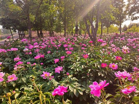 辰山植物园芍药花海正值观赏期 五一小长假“颜值”拉满