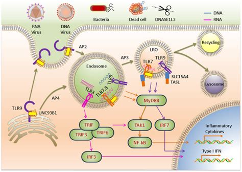 了解核酸传感及其治疗应用experimental And Molecular Medicine X Mol