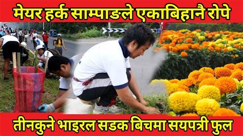 मेयर हर्क साम्पाङले एकाबिहानै यसरी रोपे सयपत्री फुल तीनकुने सडक