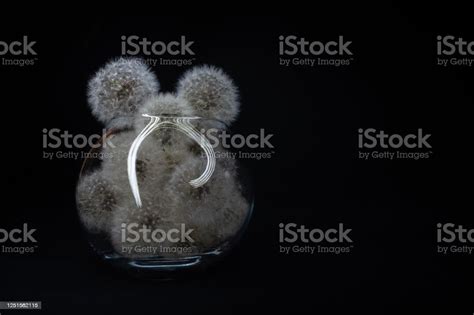 검은 색 배경에 투명 둥근 꽃병에 민들레의 많은 상단 빛의 트랙낮은 키 공간을 복사합니다 가벼운에 대한 스톡 사진 및 기타