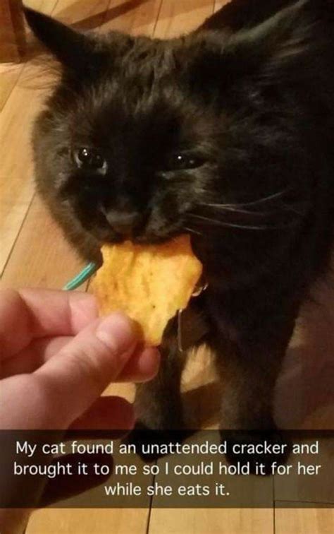 Thirty Cute Cat Memes For The Feline Fiends Cat Memes Pretty Cats