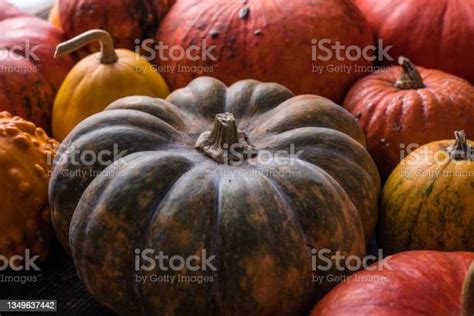 다양한 모양과 색상의 많은 여러 가지 색깔의 호박과 Gourds의 더미 다른 종류 다채로운 호박 장식 0명에 대한 스톡 사진 및