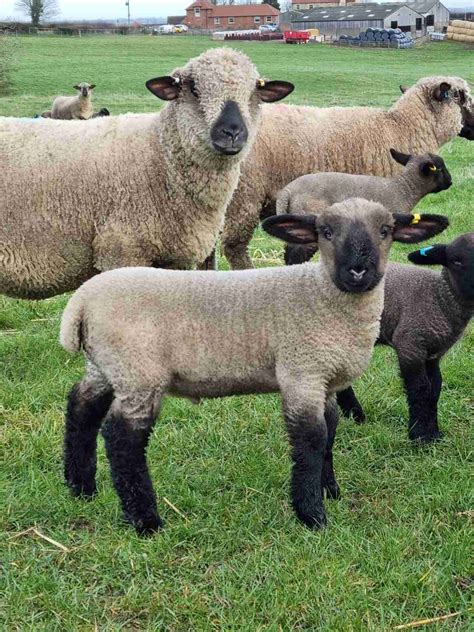Hampshire Downs An Integral Part Of Regenerative Agriculture In