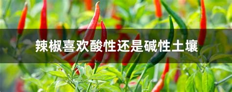 辣椒喜欢酸性还是碱性土壤 如意谷