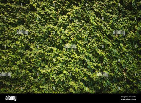 Natural Vertical Wall Planting Background For Future Oriented Urban