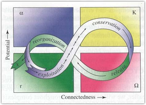 B The Adaptive Cycle Showing Phases Potential And Connectedness Download Scientific