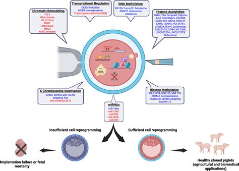 Somatic Cell Nuclear Transfer Dog