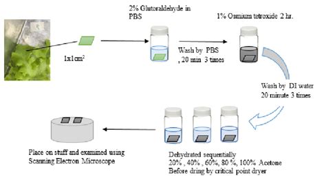 The Sample Preparation Process For Scanning Electron Microscope