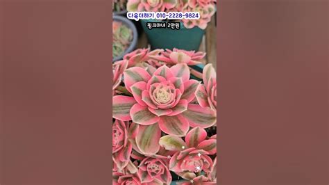 20할인 다육더하기 임영웅 온기 다육이 Youtube