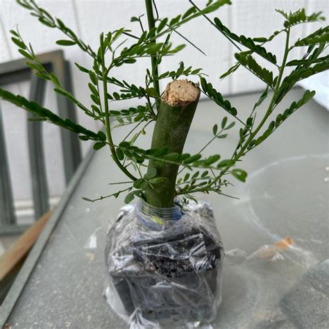 Dwarf Myrtle Myrtus Communis ‘compacta Etsy