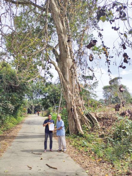 Mohon Tebang Pokok 100 Tahun Elak Bahaya