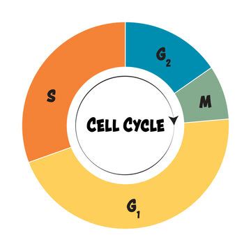 Cell Cycle Phases