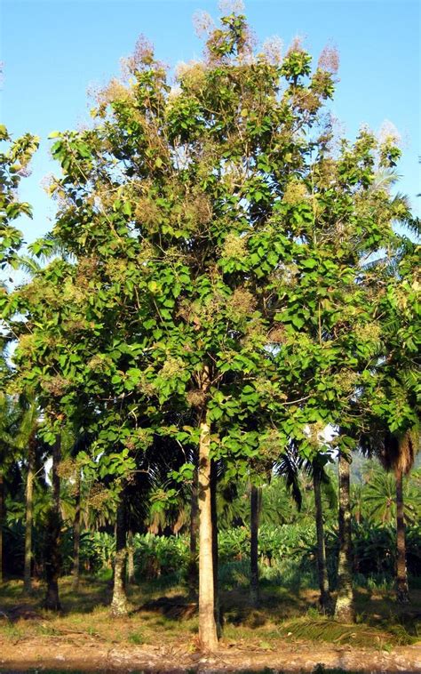 Teak Tree Tectona Grandis Plant My Tree