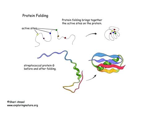 Proteins Their Important Role In Everything Exploring Nature