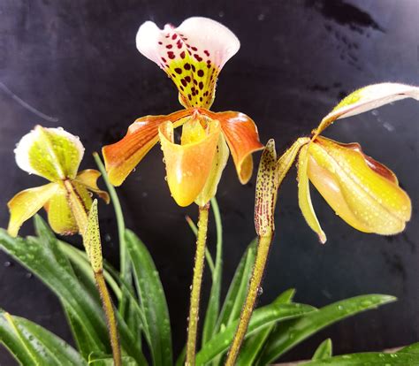Paphiopedilum Gratrixianum Gands Orchid