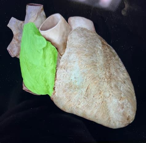 Lab Practical One Flashcards Quizlet