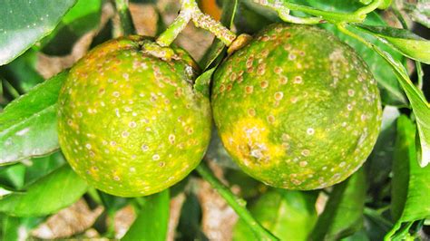 Nota ¿qué Es Huanglongbing O Hlb De Los Cítricos