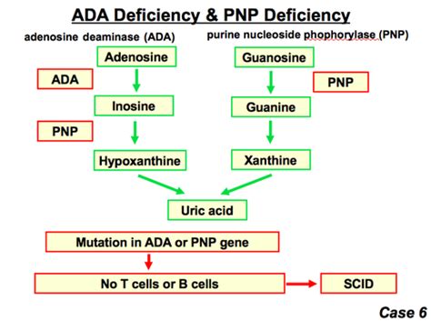Immunodeficiency Flashcards Quizlet
