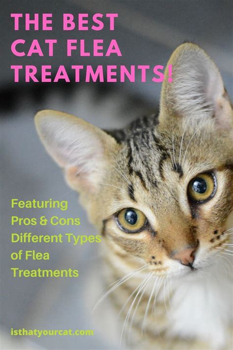 A Glossary Of The Best Flea Treatments For Cats Artofit