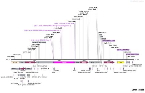 Addgene P2709 Phage2 Ef1al Yap5sa Ubc Tagbfp Loxp