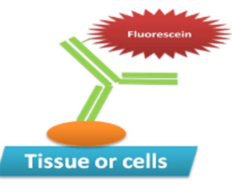 Lecture 20 Immunodiagnostics Flashcards Quizlet