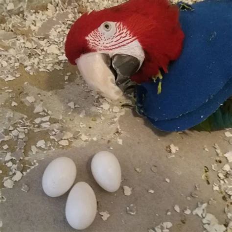 Scarlets Macaw Parrot Eggs For Sale Parrots Farm