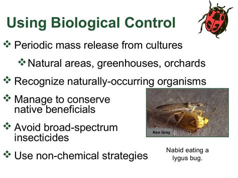 Pest Control Measures