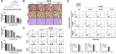 Effects Of Camb On Cell Viability Cell Morphology Cell Cycle