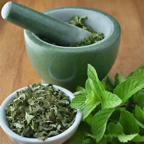 16 Reasons To Grow Mint Enjoy The Flavor Without Losing Control Grow