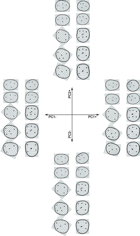 fig s4 thin plate spline tps grids showing the most extreme
