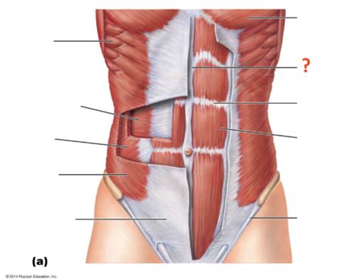 Axial Muscles Abdomen Official Set For Lab Practical Exam 3