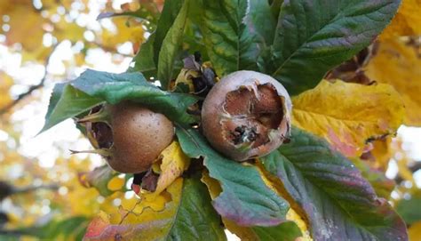 How To Grow A Healthy Medlar Fruit Tree The Arches