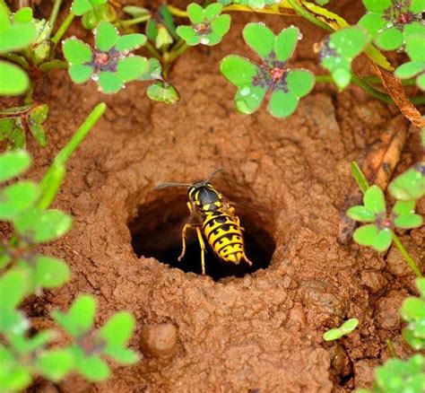 Construction dun nid de guêpes sous terre Extermination De Guêpes