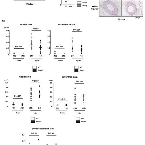 Sirt7 Deficiency Lessened Neointimal Formation Following Vascular