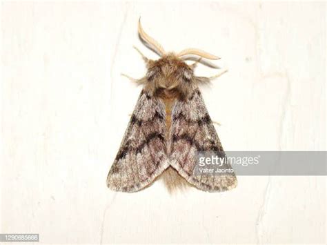 Processionary Moth Photos And Premium High Res Pictures Getty Images