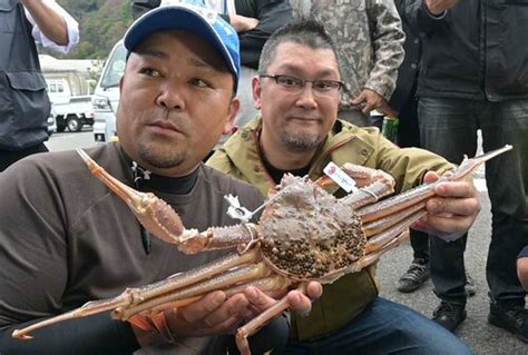 松葉ガニ1匹1千万円、漁港史上最高額 兵庫県・浜坂漁港で初競り 日本海新聞 Netnihonkai