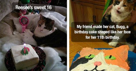 Cats Proving Once Again They Rule The World By Celebrating Extravagant