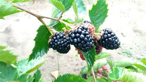 Ежевика садовая: описание и фото сортов, правила посадки и ухода за ...