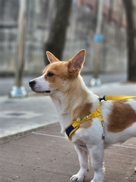 웰시코기믹스두식이 강아지 책임분양 ♥ 강아지무료분양 고양이무료분양 유기견입양 아이조아요양보호소