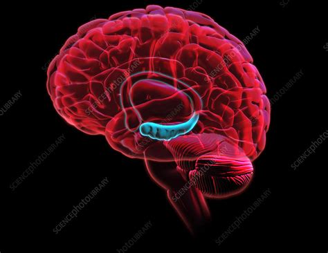 What Is Hippocampus Anatomy With Pictures Anatomy Of Hippocampus
