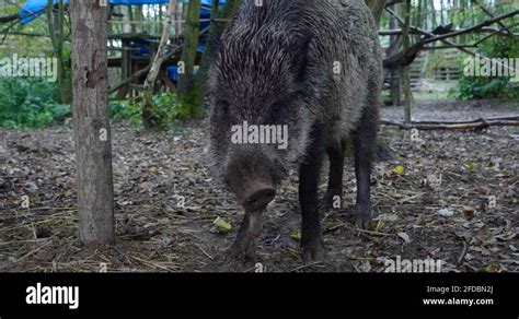Domesticated Wild Boar Stock Videos And Footage Hd And 4k Video Clips