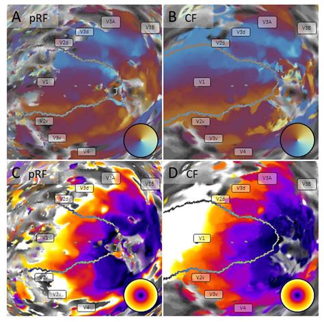 Retinotopic Maps In A Representative Participant Derived From Download Scientific Diagram