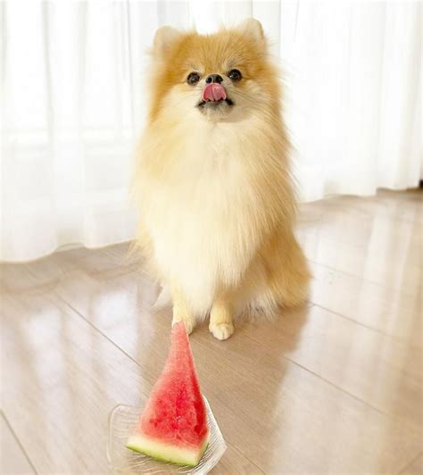 犬はスイカを食べても大丈夫！与えていい量や注意点を栄養管理士が解説【獣医師監修】 ペトコト