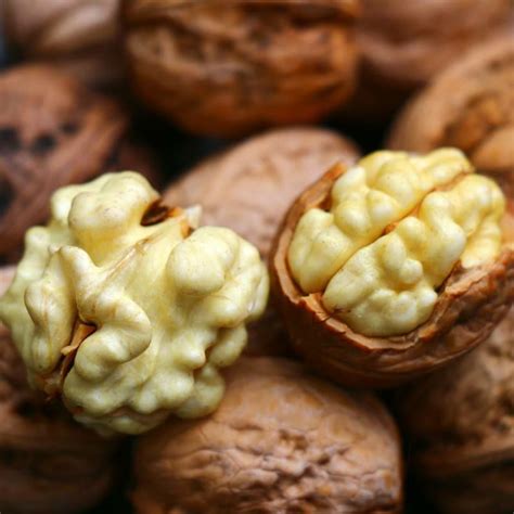 山核桃和核桃的区别 山核桃手串 伤感说说吧