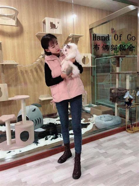 布偶猫的品种介绍——图案、颜色、斑纹 知乎